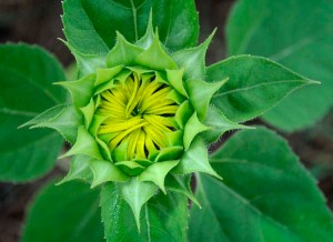 Dear Bishop: With Love, Mormon Women – Life Outside The Book of Mormon Belt