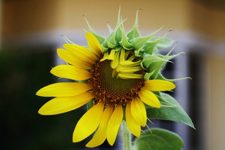 The Indecency of Female Confession to Male Church Authority – Life ...